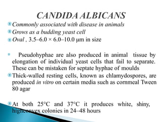 Diagnosis of Candida albicans infection in animals | PPT