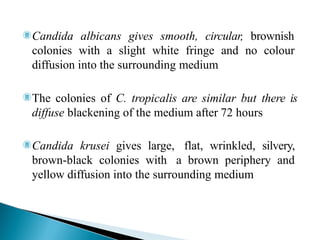 Diagnosis of Candida albicans infection in animals | PPT