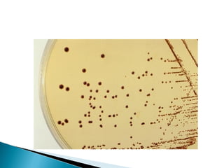 Diagnosis of Candida albicans infection in animals | PPT