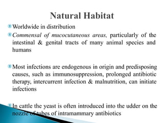 Diagnosis of Candida albicans infection in animals | PPTX