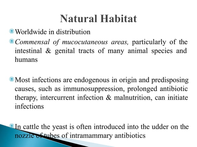 Diagnosis of Candida albicans infection in animals | PPT