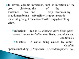 Diagnosis of Candida albicans infection in animals | PPT