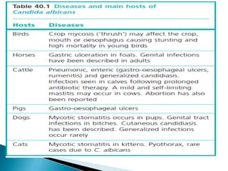 Diagnosis of Candida albicans infection in animals | PPT