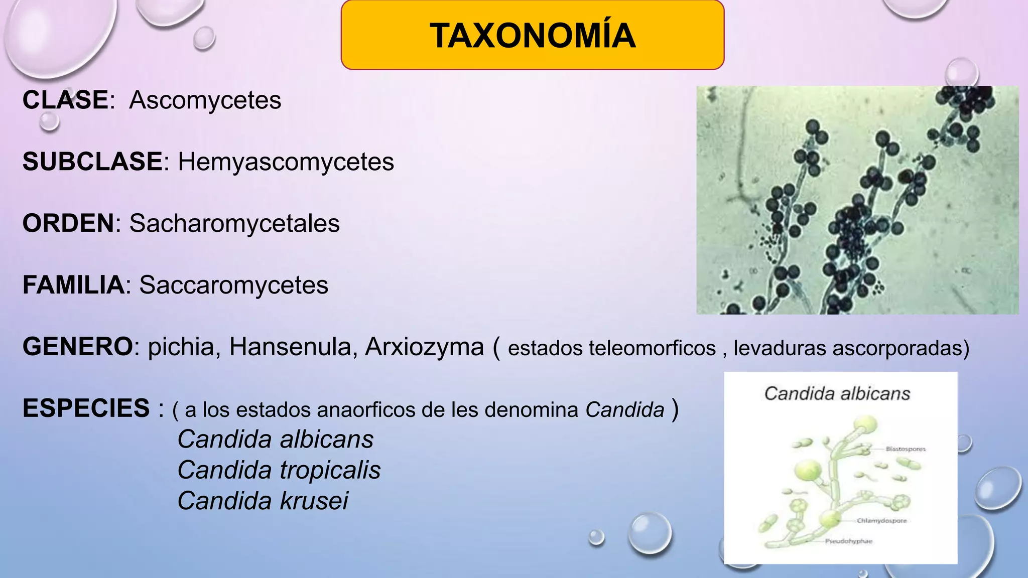 Candida albicans-ppt | PPTX