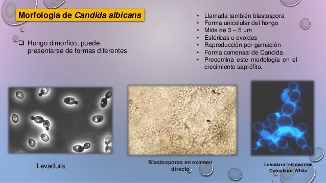 Candida albicans-ppt