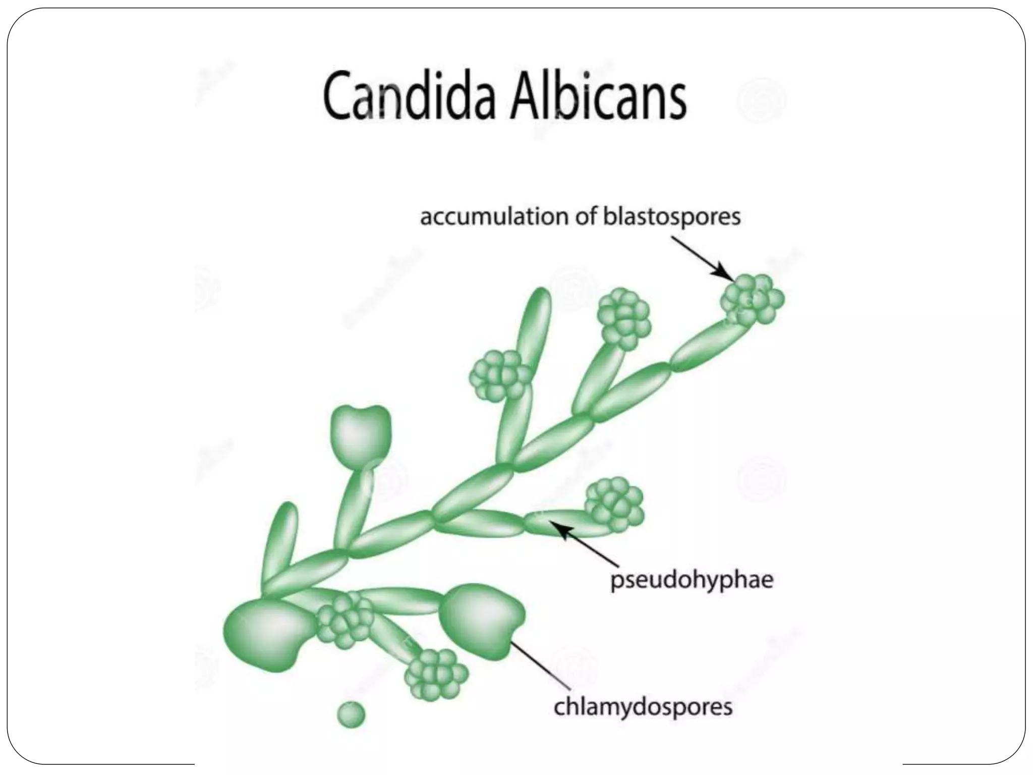 Candida albicans | PPTX