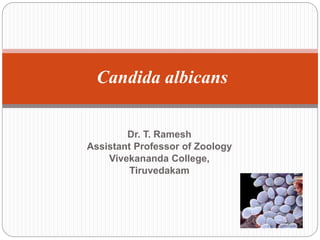 Candida albicans | PPTX