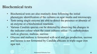 Candida albicans | PPTX