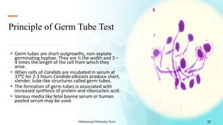 Candida albicans | PPTX