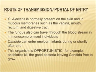 Candida Albicans.ppt