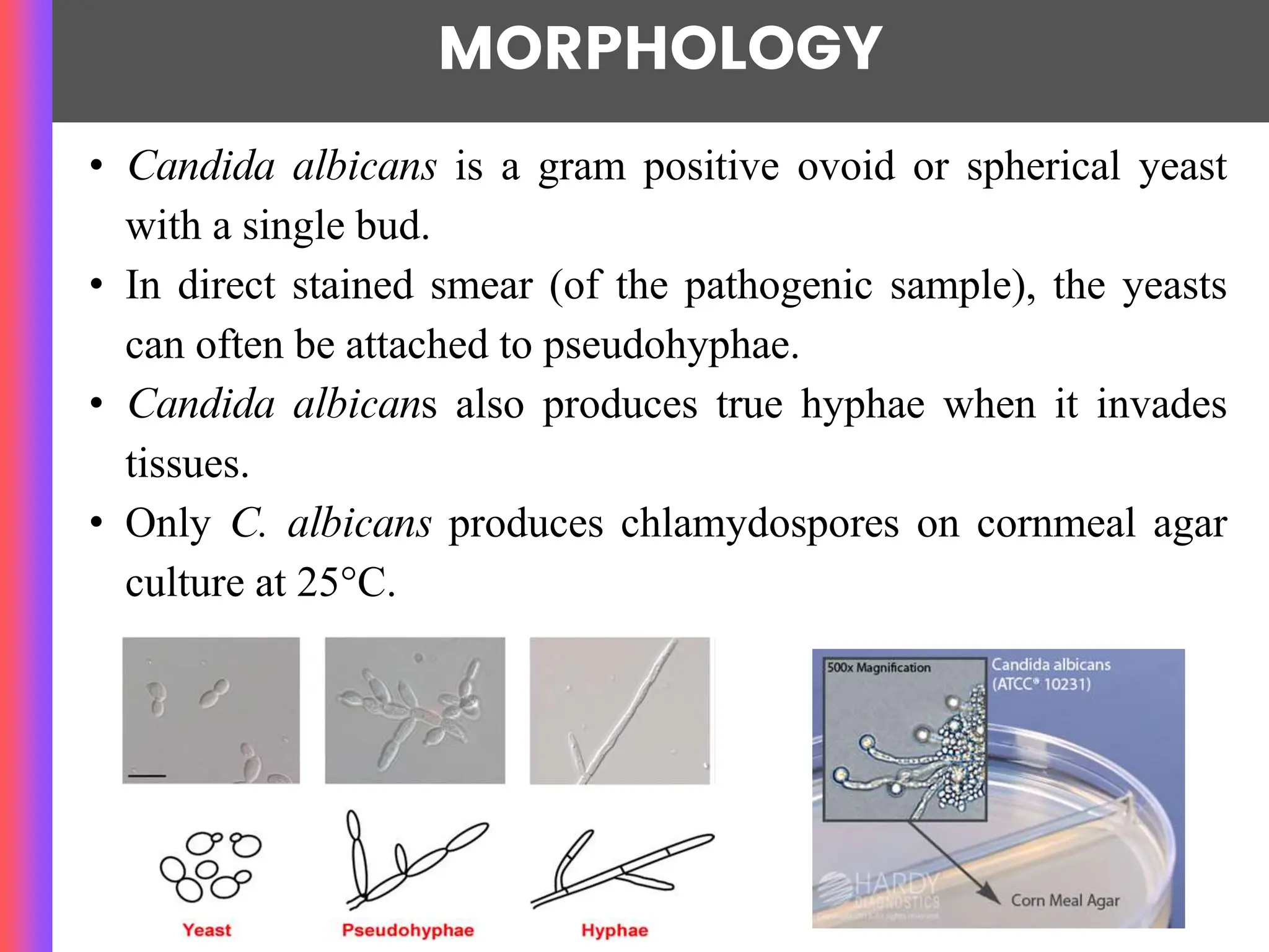 Medically Important Candida albicans.pptx