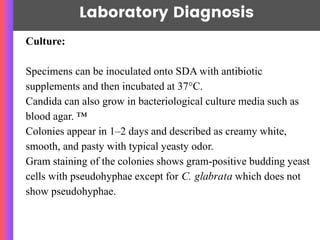 Medically Important Candida albicans.pptx