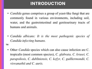 Medically Important Candida albicans.pptx