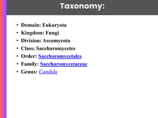 Medically Important Candida albicans.pptx