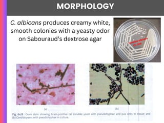 Medically Important Candida albicans.pptx
