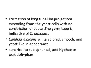 candida albicans (1).pdf