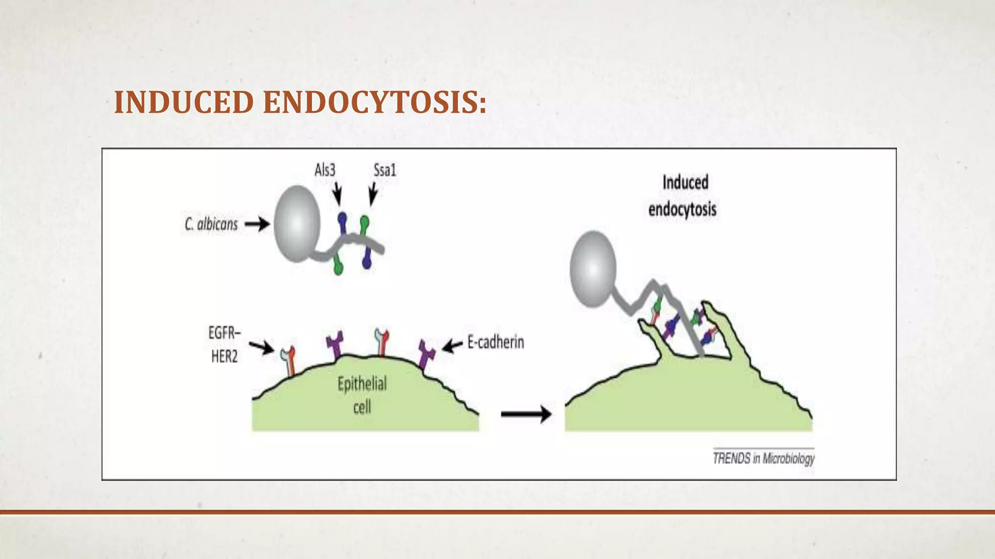 Candida albicans pathogenicity mechanisms.pptx 222222 | PPTX