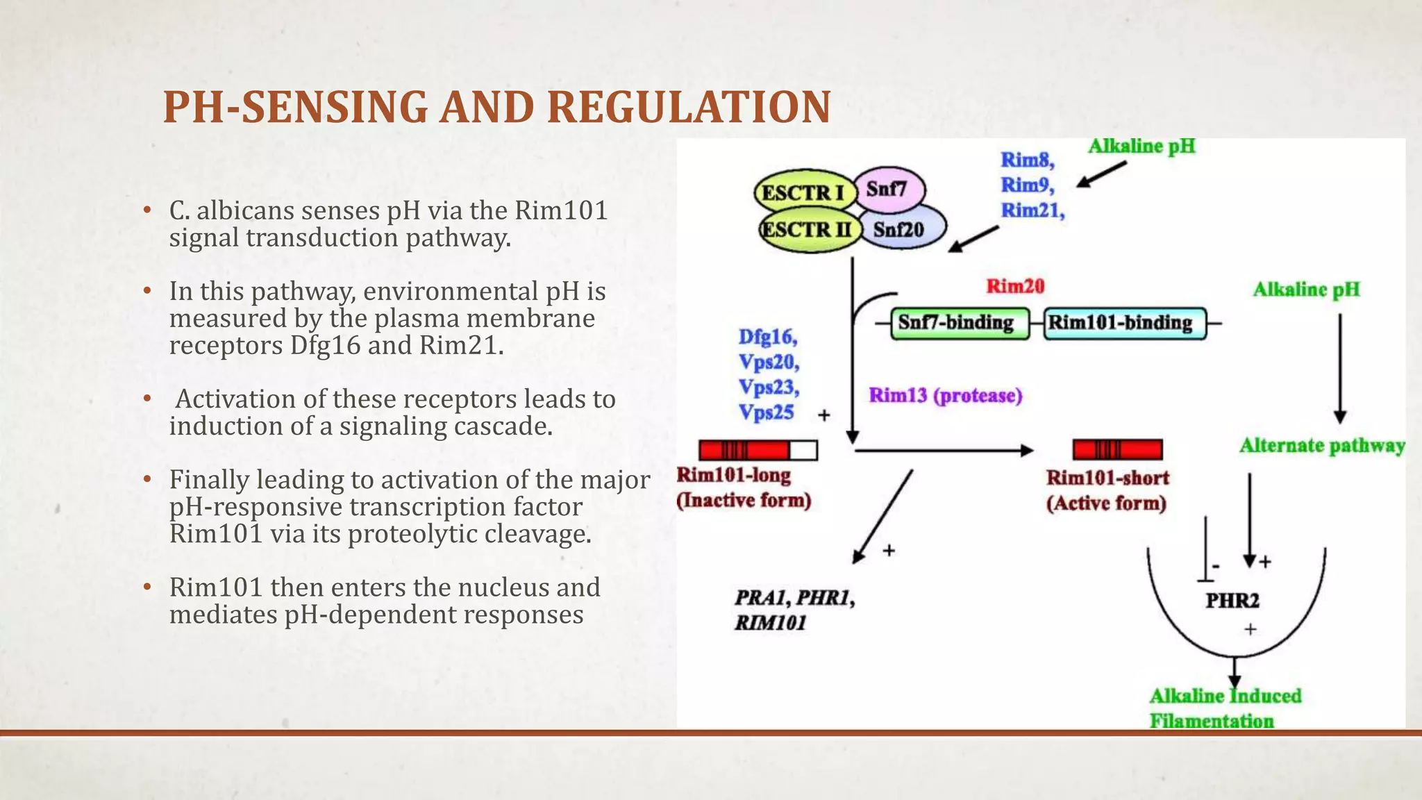 Candida albicans pathogenicity mechanisms.pptx 222222 | PPTX