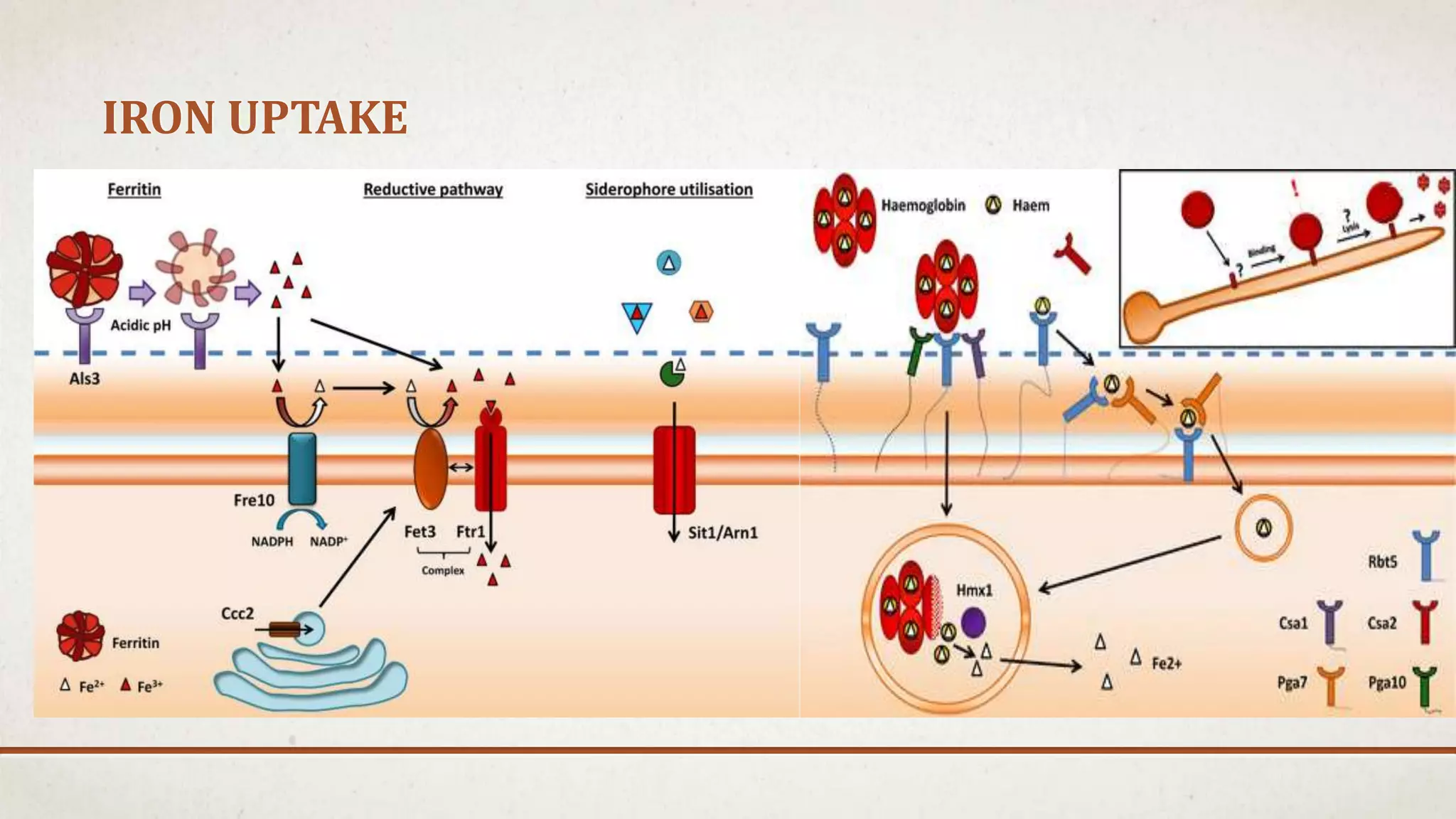 Candida albicans pathogenicity mechanisms.pptx 222222 | PPTX