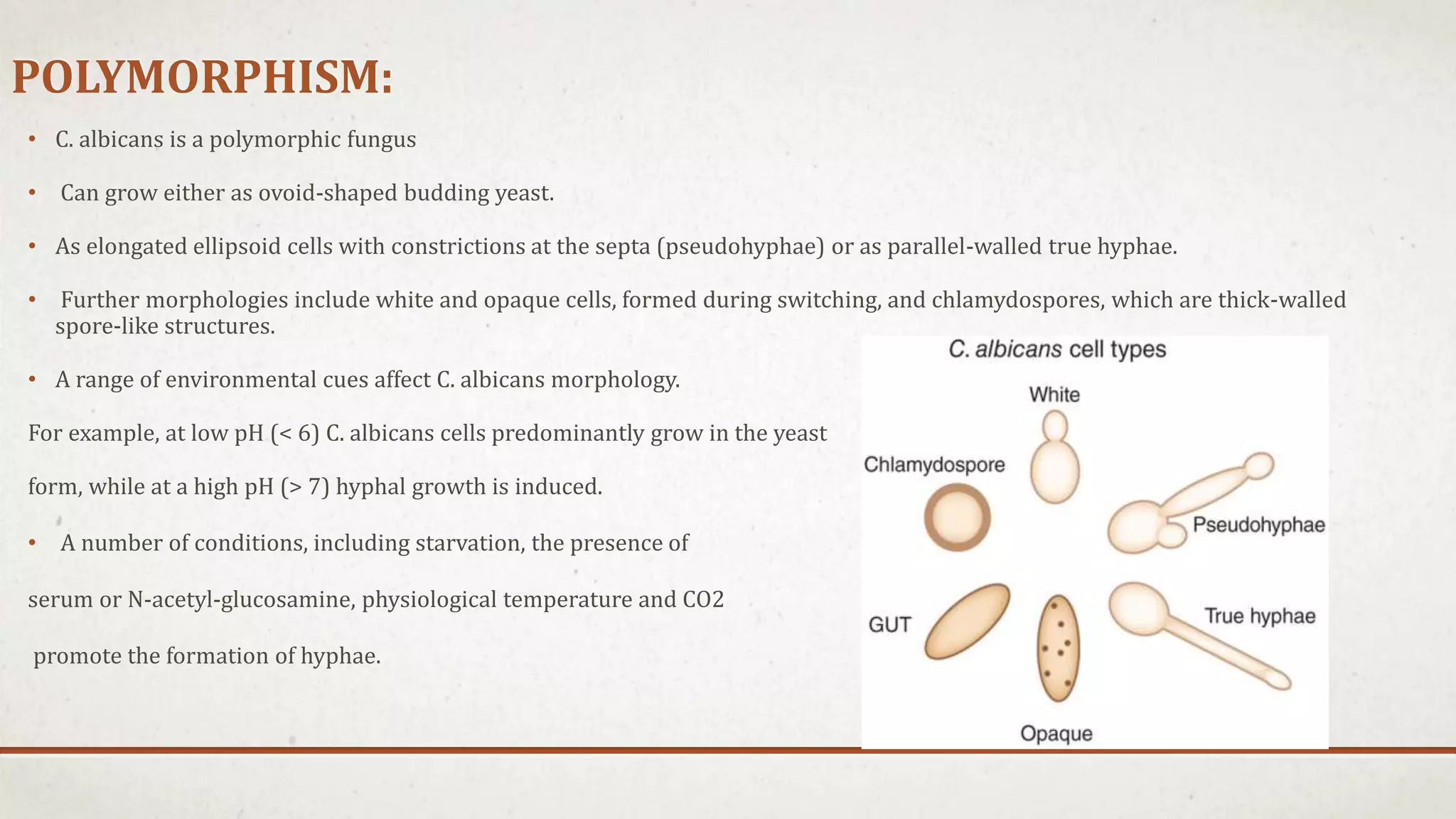 Candida albicans pathogenicity mechanisms.pptx 222222 | PPTX