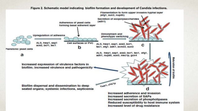 Candida albicans pathogenicity mechanisms.pptx 222222 | PPTX ...