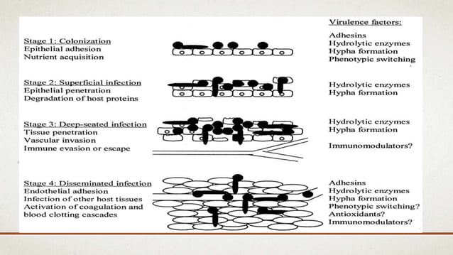 Candida albicans pathogenicity mechanisms.pptx 222222 | PPTX ...