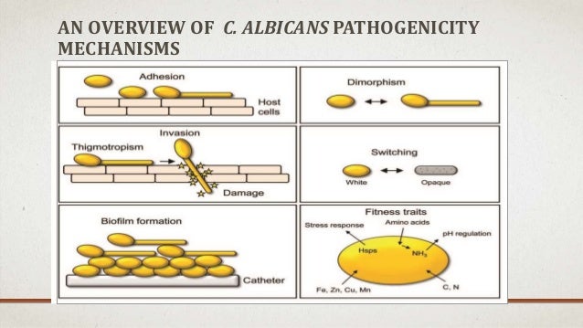 Candida albicans pathogenicity mechanisms.pptx 222222