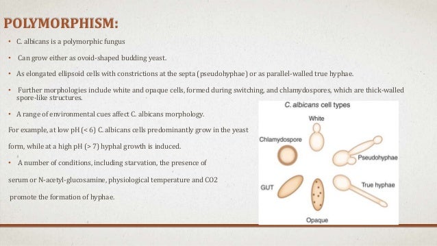 Candida albicans pathogenicity mechanisms.pptx 222222