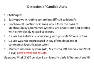 Candida Auris Detection, Prevention and Management.pdf
