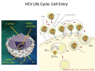 Mahra Nourbakhsh's presentation, Hepatitis C Virus #1 | PPT