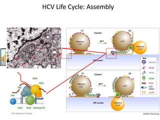 Mahra Nourbakhsh's presentation, Hepatitis C Virus #1 | PPT