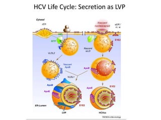 Mahra Nourbakhsh's presentation, Hepatitis C Virus #1 | PPT