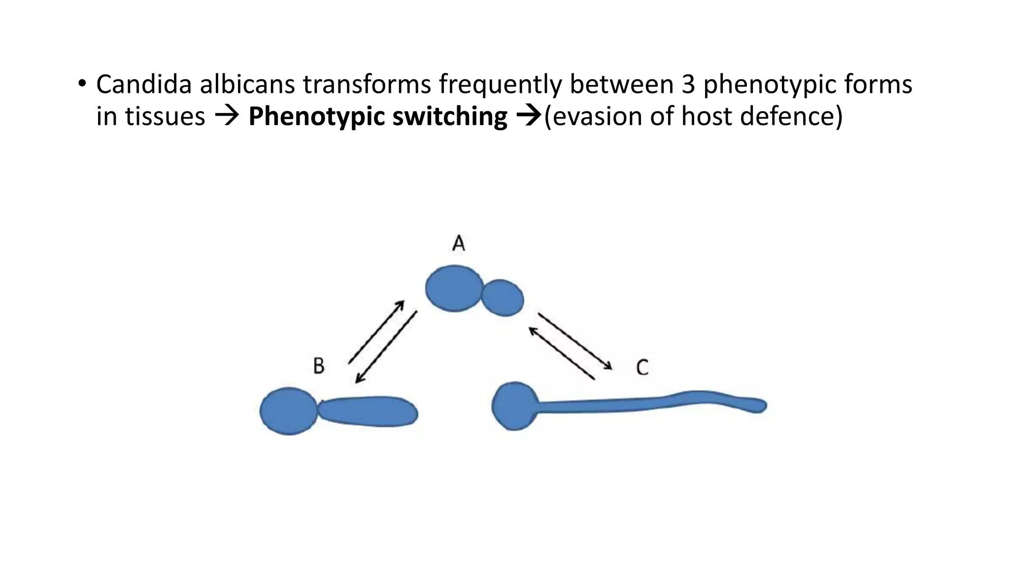 Candida pathogen.pptx