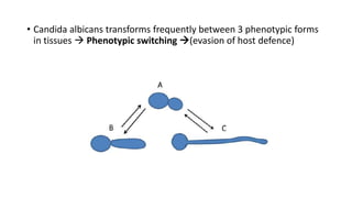 Candida pathogen.pptx | Skin and Dermatology | Diseases and Conditions
