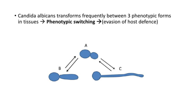 Candida pathogen.pptx | Skin and Dermatology | Diseases and Conditions