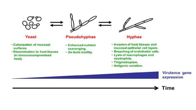 Candida pathogen.pptx | Skin and Dermatology | Diseases and Conditions