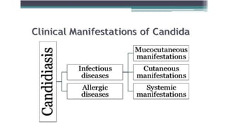 Candida pathogen.pptx