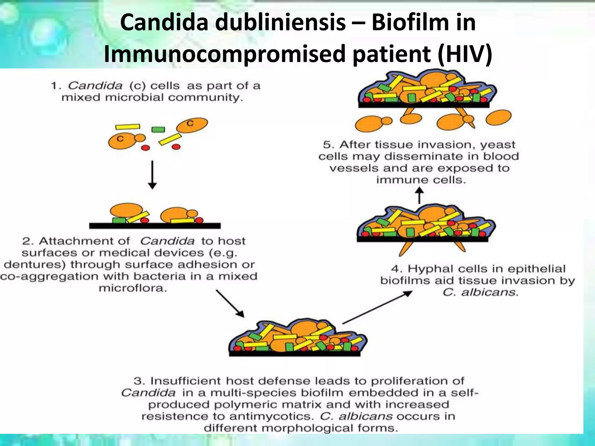 Candidiasis, Moniliasis, Oral thrush, Yeast infections | PPT