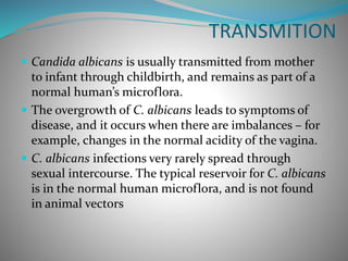 Candida Fungus Slide