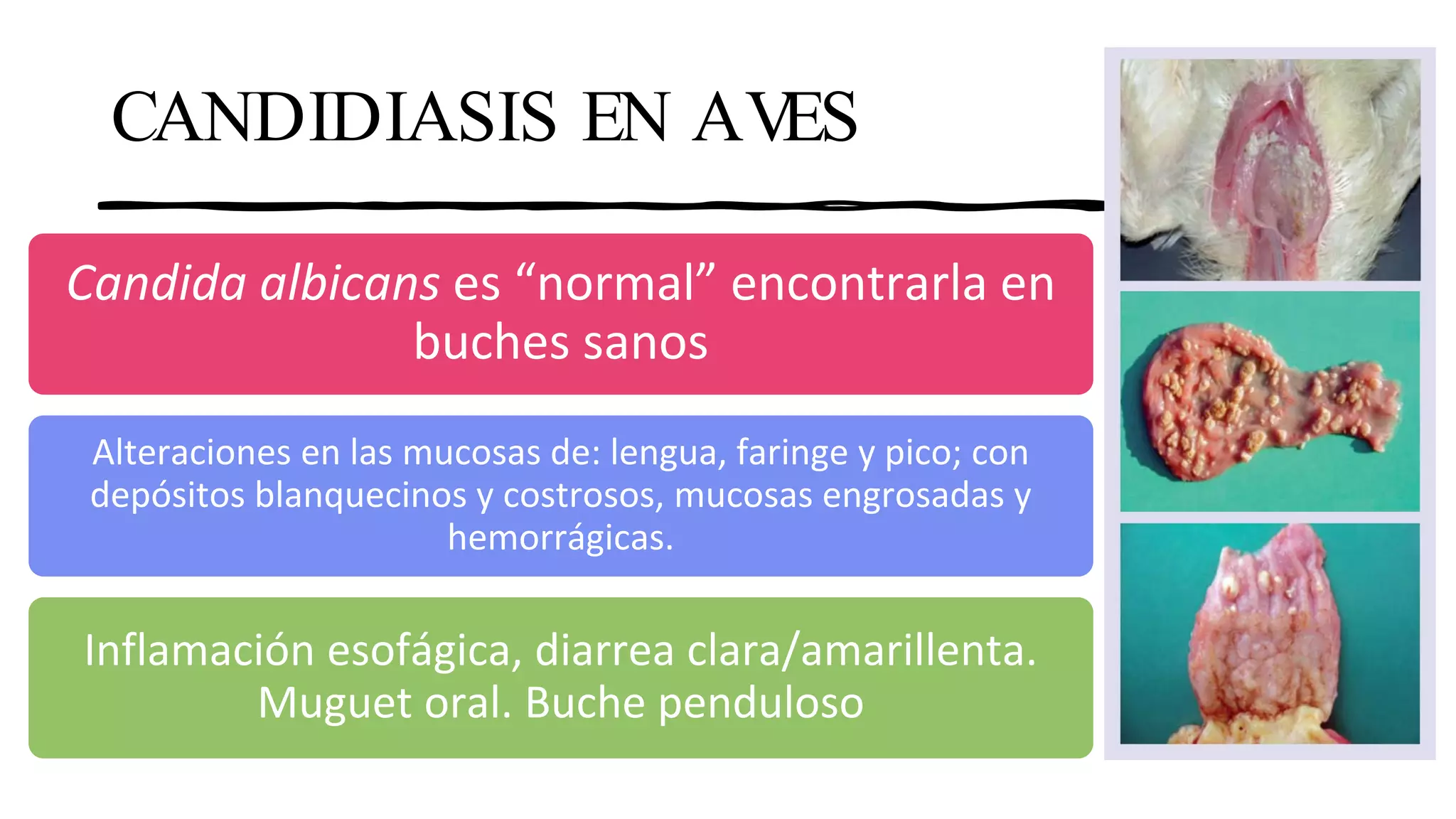 Candidiasis en animales | PDF