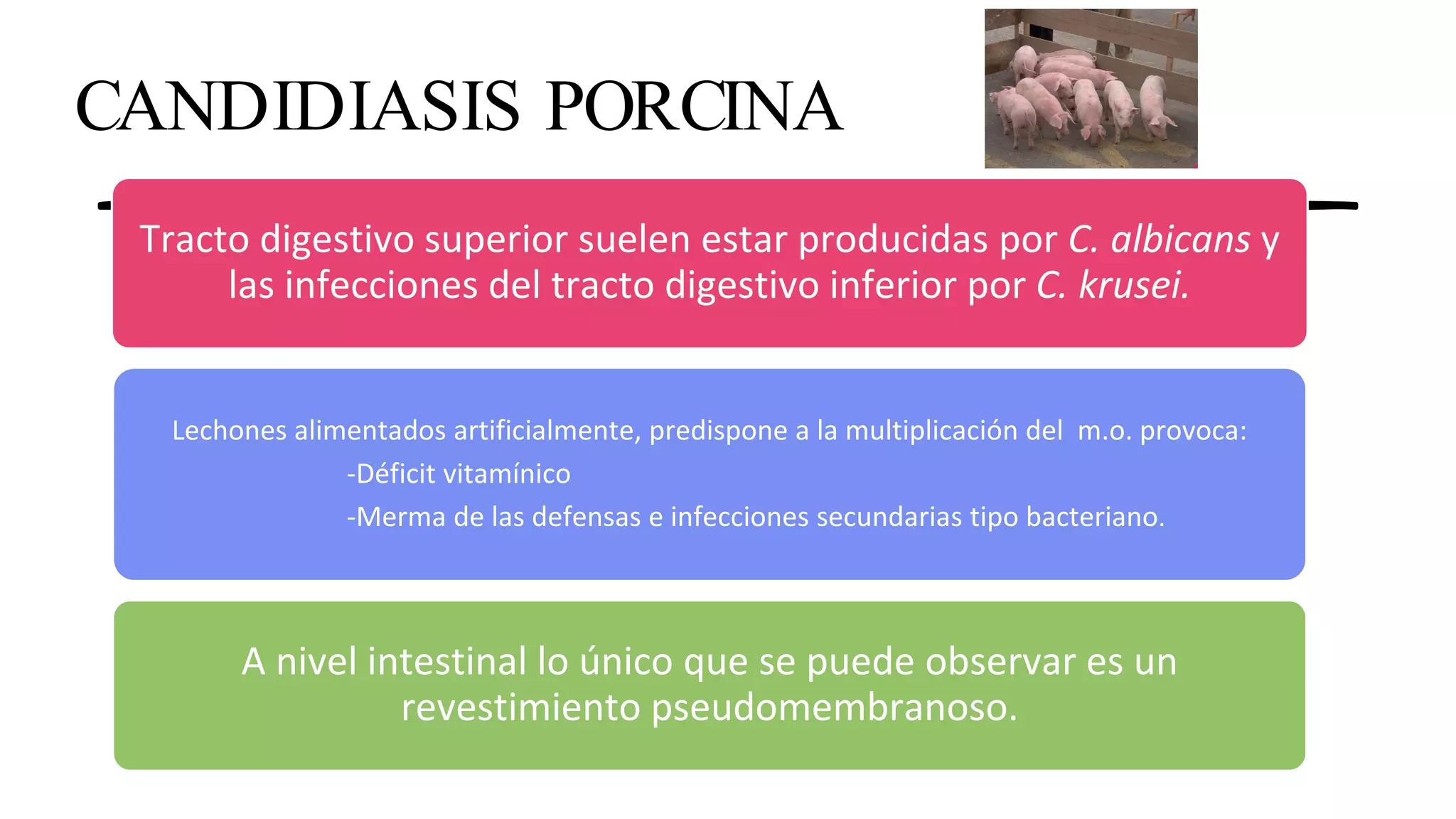 Candidiasis en animales | PDF
