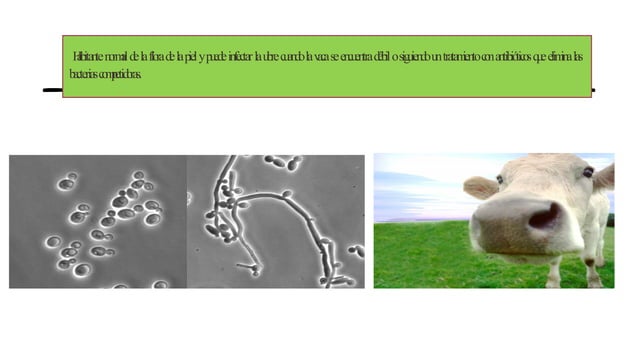 Candidiasis en animales | PDF | Digestive Disorders | Diseases and ...
