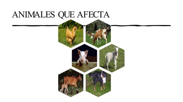 Candidiasis en animales | PDF | Digestive Disorders | Diseases and ...