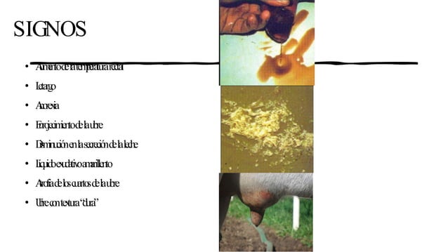 Candidiasis en animales | PDF | Digestive Disorders | Diseases and ...