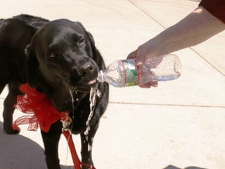 Lucy the Therapy Dog | PPT