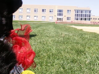 Lucy the Therapy Dog | PPT