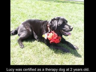 Lucy the Therapy Dog | PPT