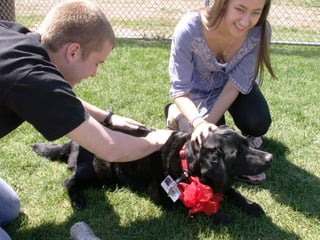 Lucy the Therapy Dog | PPT