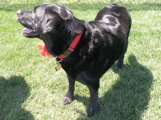 Lucy the Therapy Dog | PPT