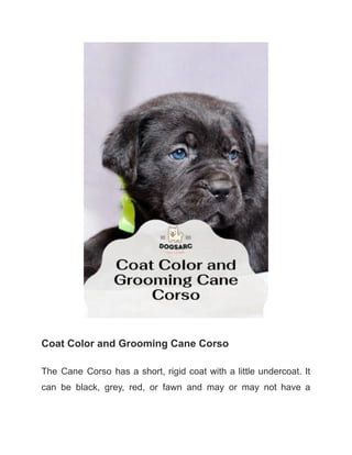CAne Corso.pdf